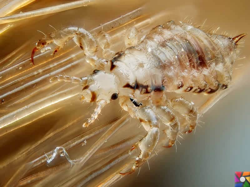 deri-ve-mukoza-yolu-ile-bulasan-hastaliklar-nelerdir-belirtileri-ve ...